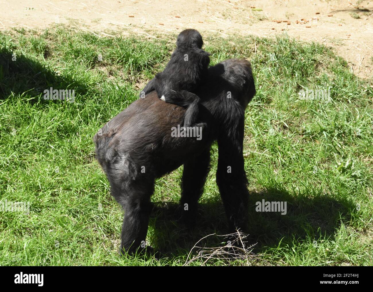 Los Angeles, California, USA 25th February 2021 A general view of atmosphere of Baby Gorilla ...
