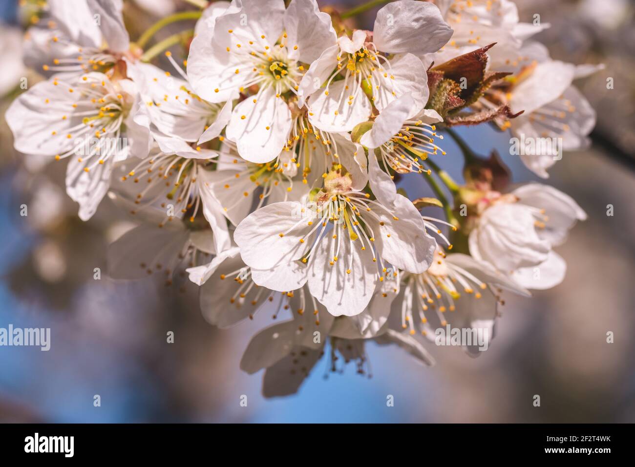 Closeup cherry spring tree hi-res stock photography and images - Alamy