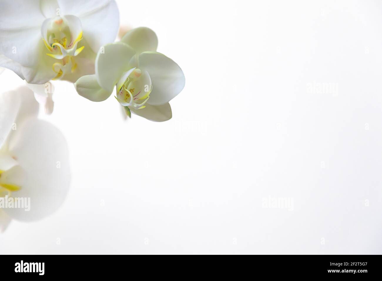 Frame of fresh white orchid on white background . Floral frame ...