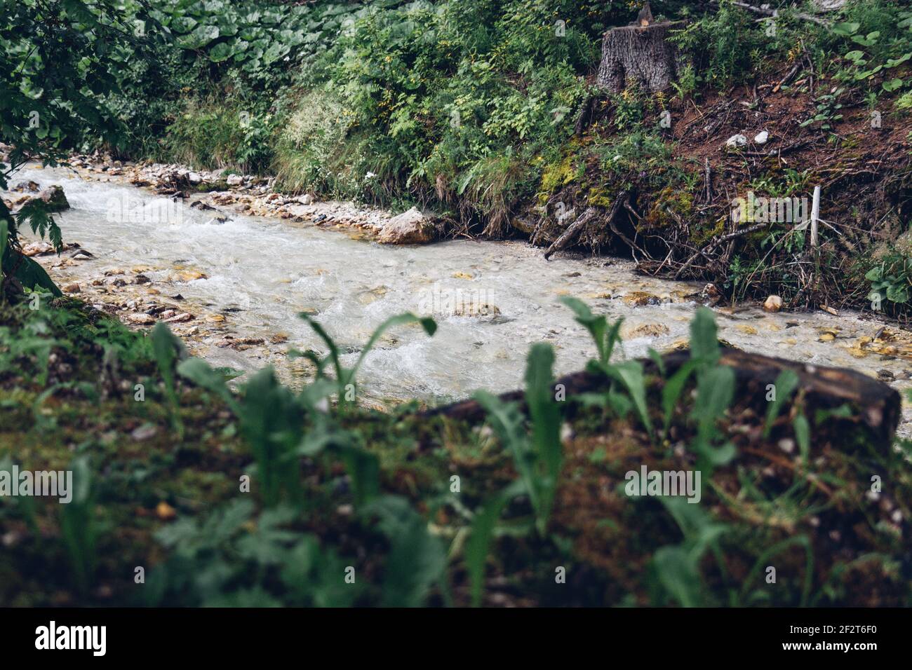 Cool water trickles down a forest stream Stock Photo - Alamy