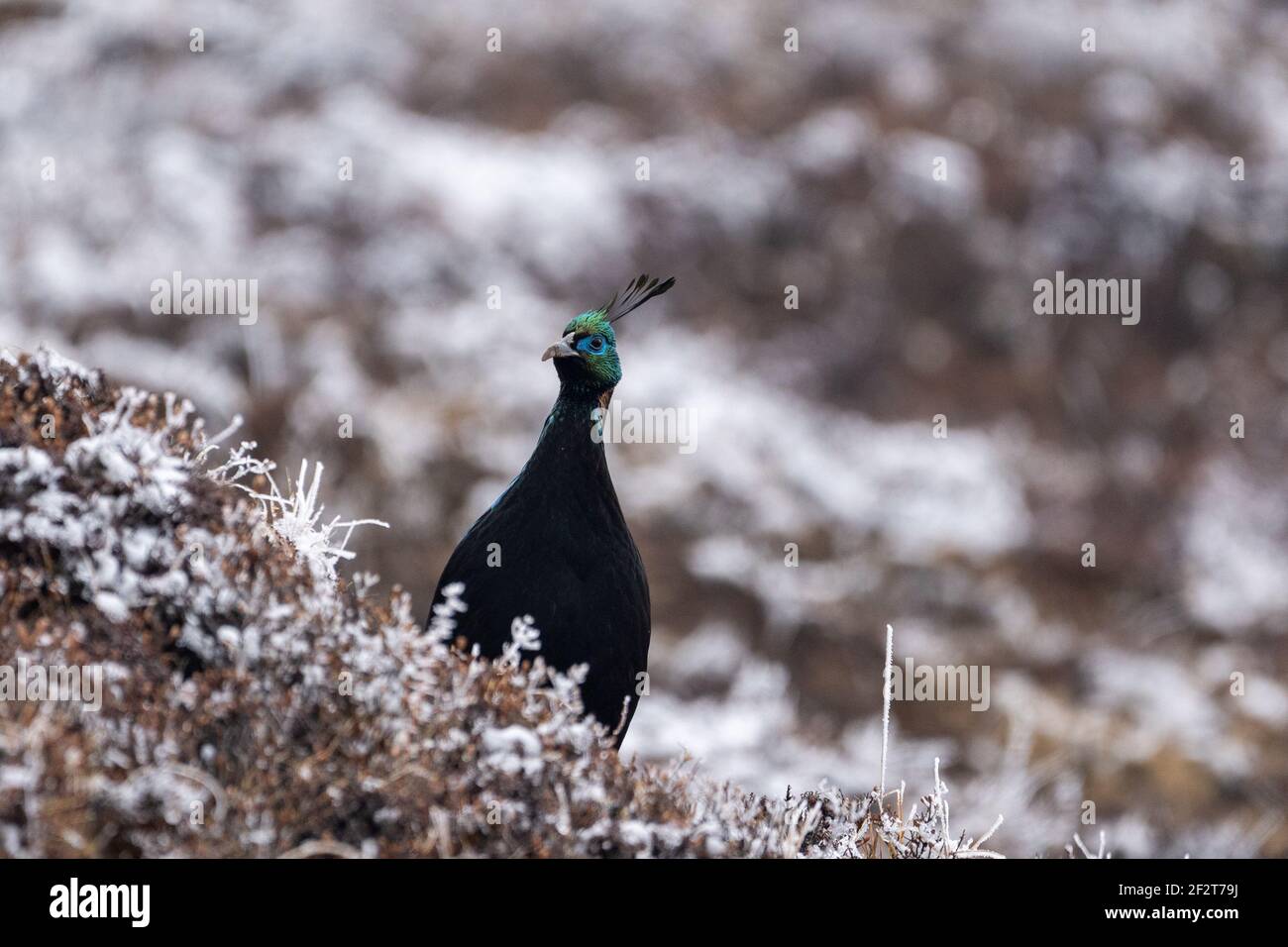 Monal bird hi-res stock photography and images - Alamy