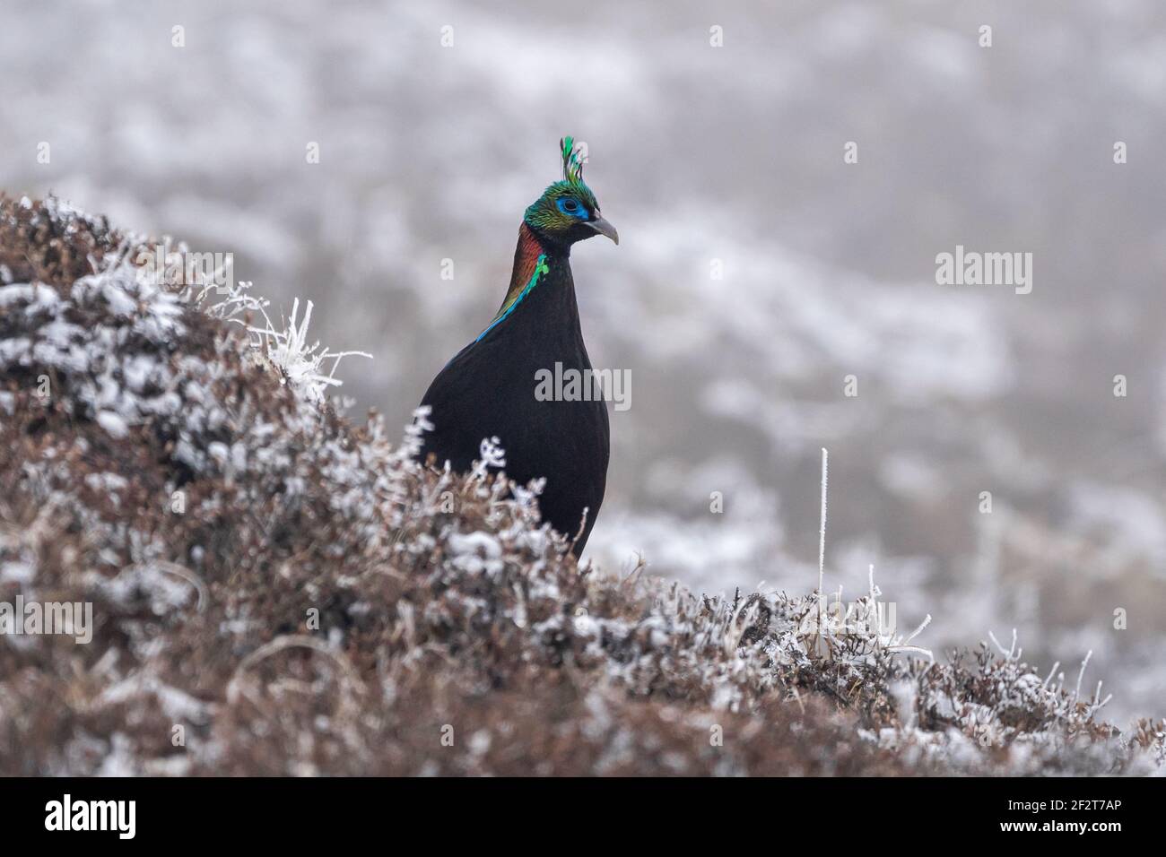 Monal bird hi-res stock photography and images - Alamy