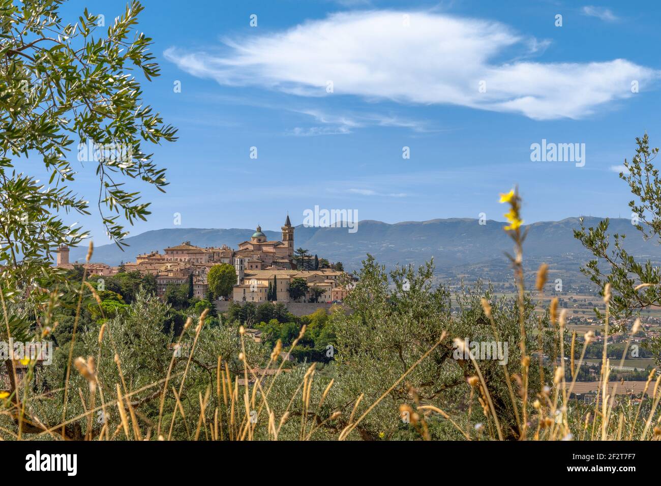 Countryside landscape with the ancient hill town Trevi and olive trees ...