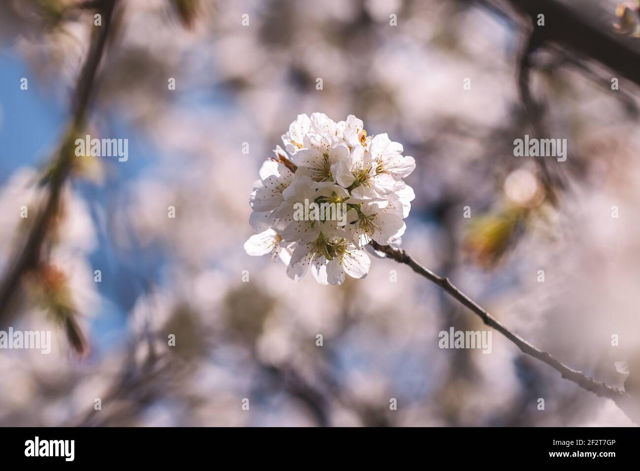 Cherry blossom. Blooming branch of fruit tree at spring. Floral ...