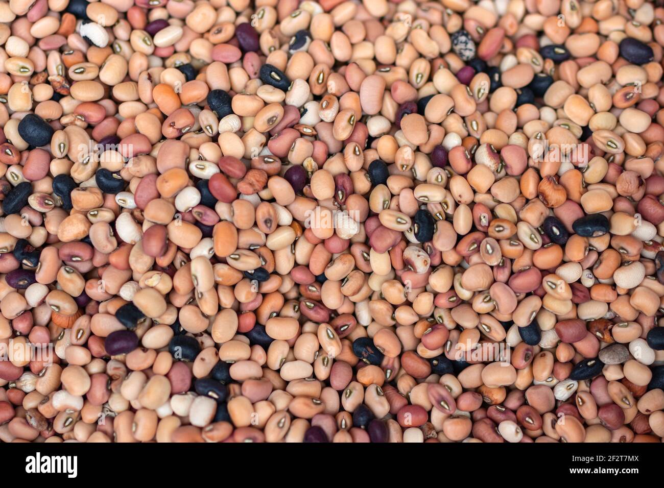 Closeup of different types of beans background. Bean texture Stock ...