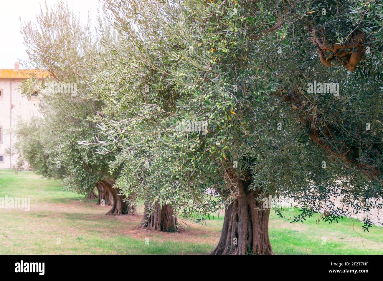 Italian olive field with old olive tree ready for harvest Stock Photo ...
