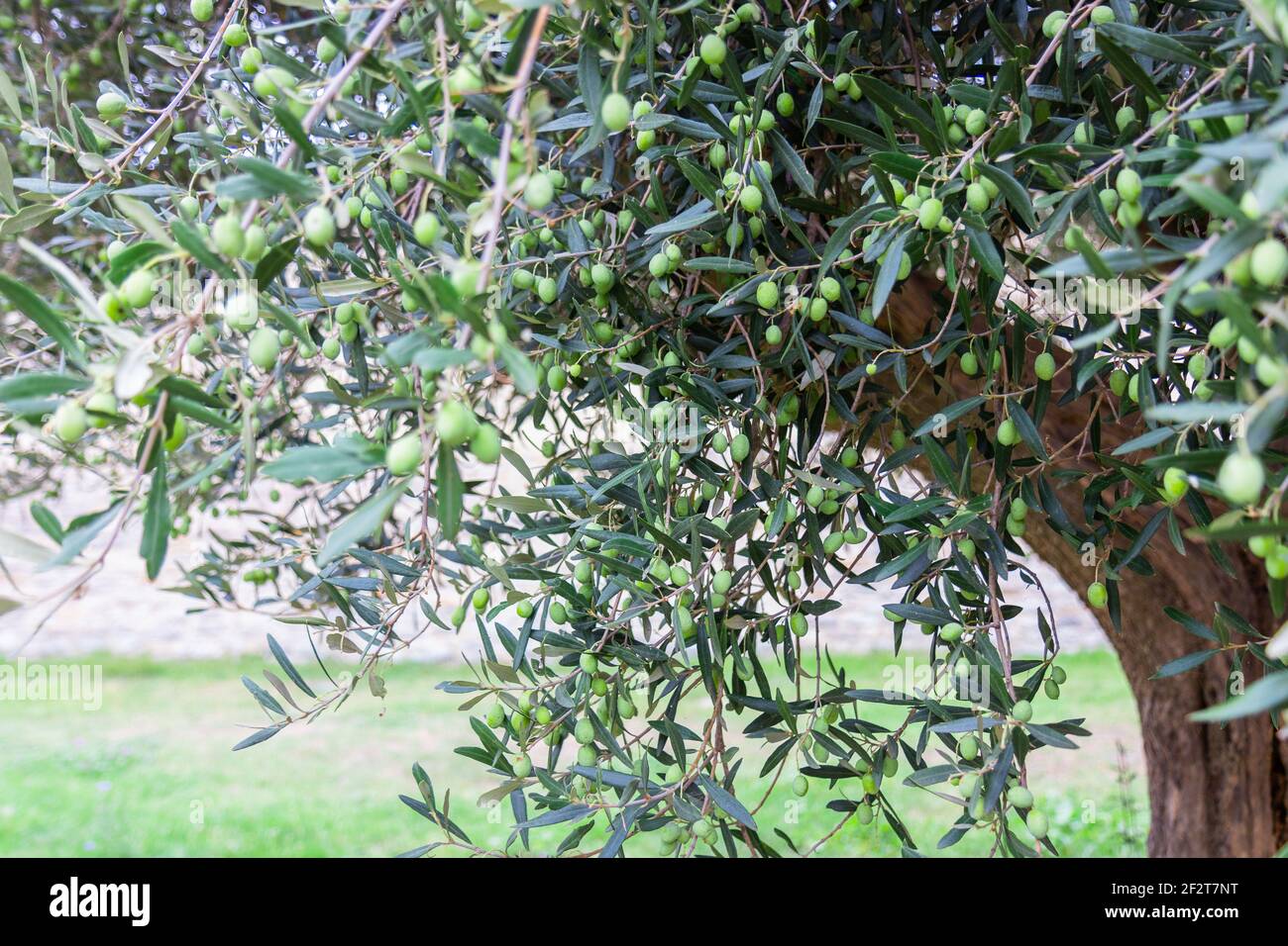 Olive tree in italy hi-res stock photography and images - Alamy