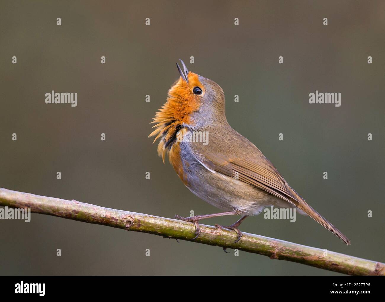 Robin strong hi-res stock photography and images - Alamy
