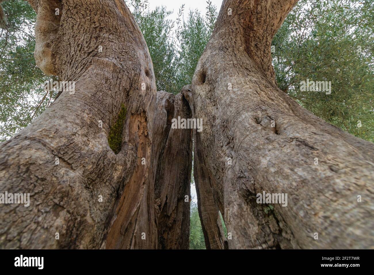 Olive tree plant hi-res stock photography and images - Alamy