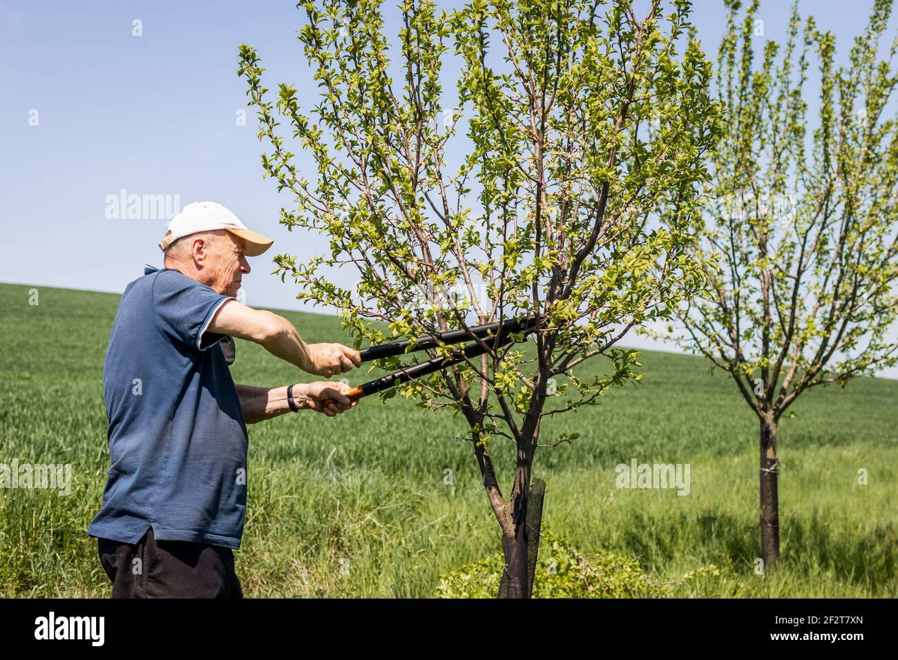 Farmer planting hedge hi-res stock photography and images - Alamy