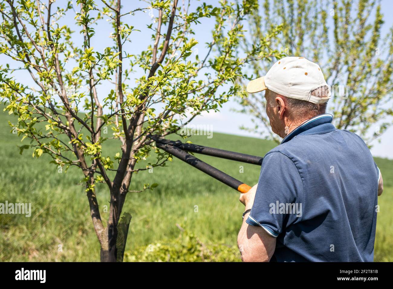 Pruning plum tree hi-res stock photography and images - Alamy