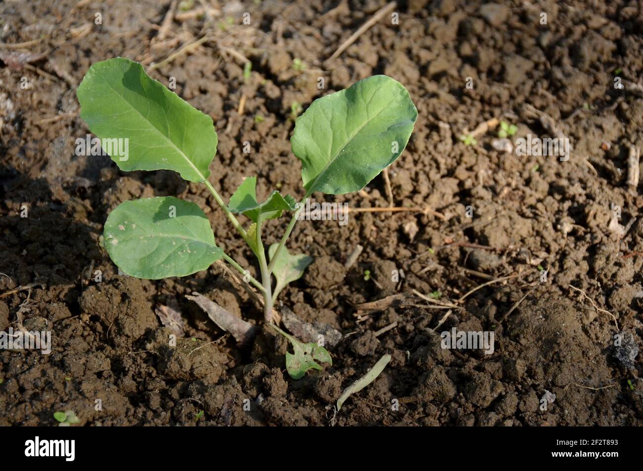 A small green cabbage plant seedling in a garden Stock Photo - Alamy
