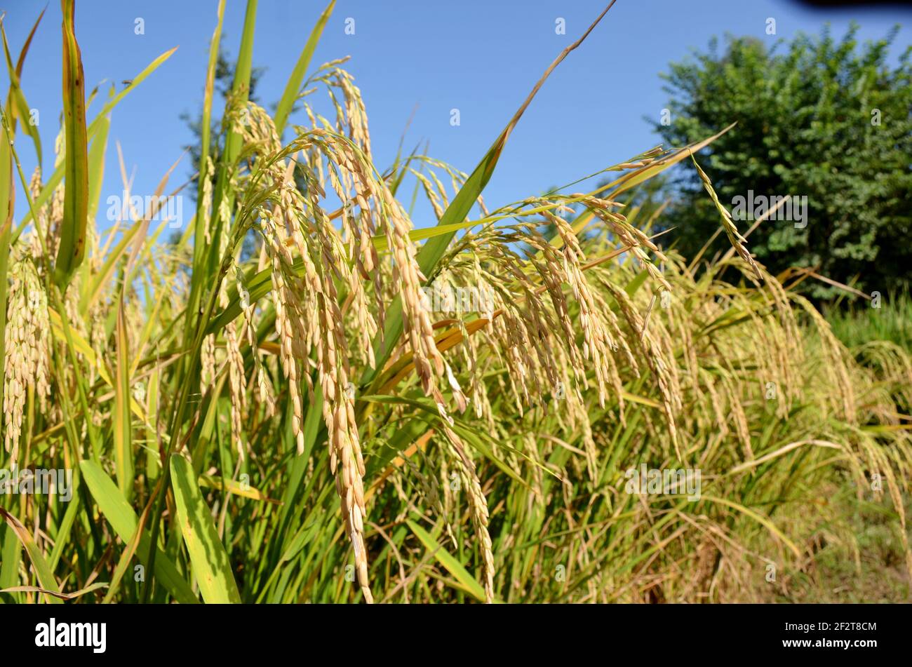 Golden ripe paddy plant in a field meadow under the sunlight Stock ...