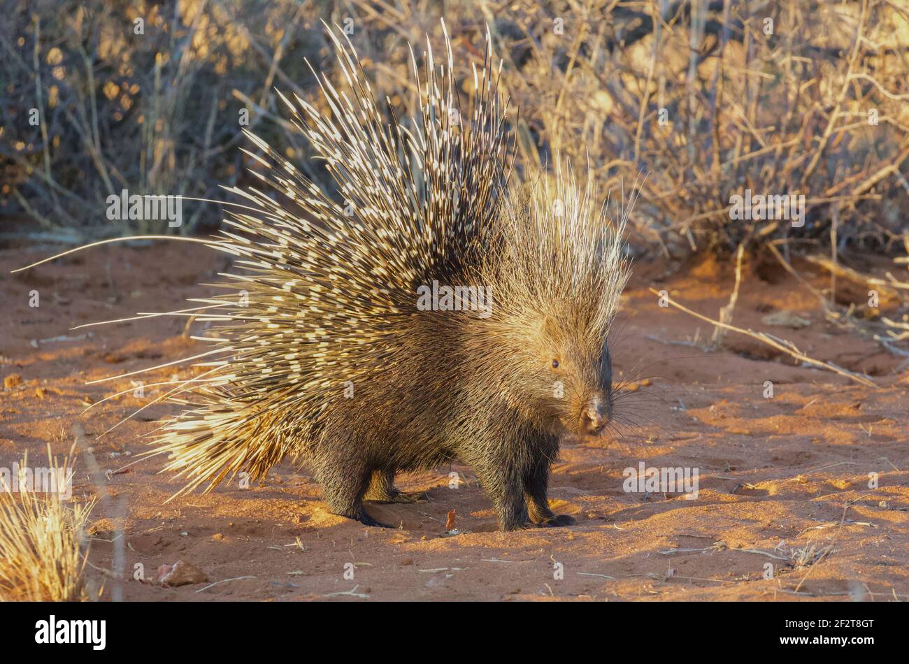 African Porcupine Crested Porcupine Hystrix High Resolution Stock ...