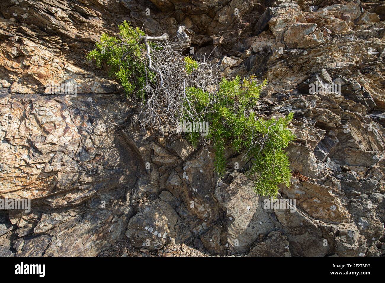 Natural volcanic stone texture. Rock texture and background Stock Photo ...