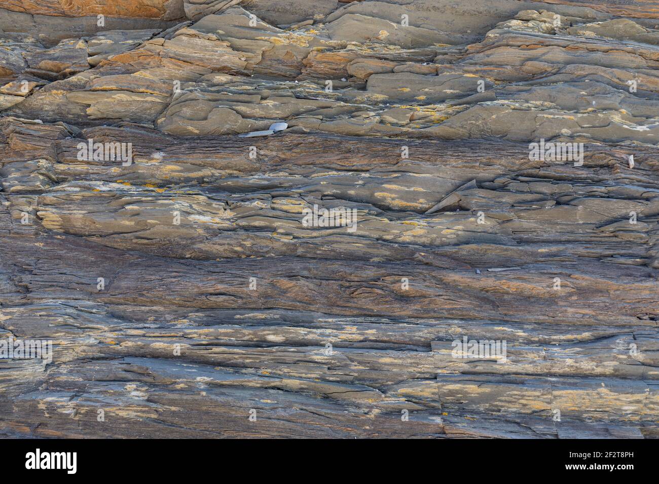 Natural volcanic stone texture. Rock texture and background Stock Photo ...