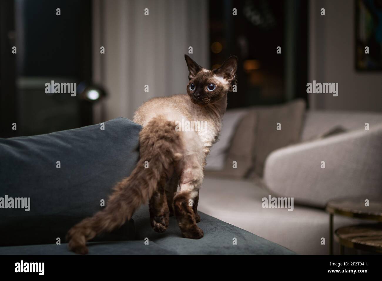 Beautiful Devon Rex cat (Blu Point type) In the home interior ...