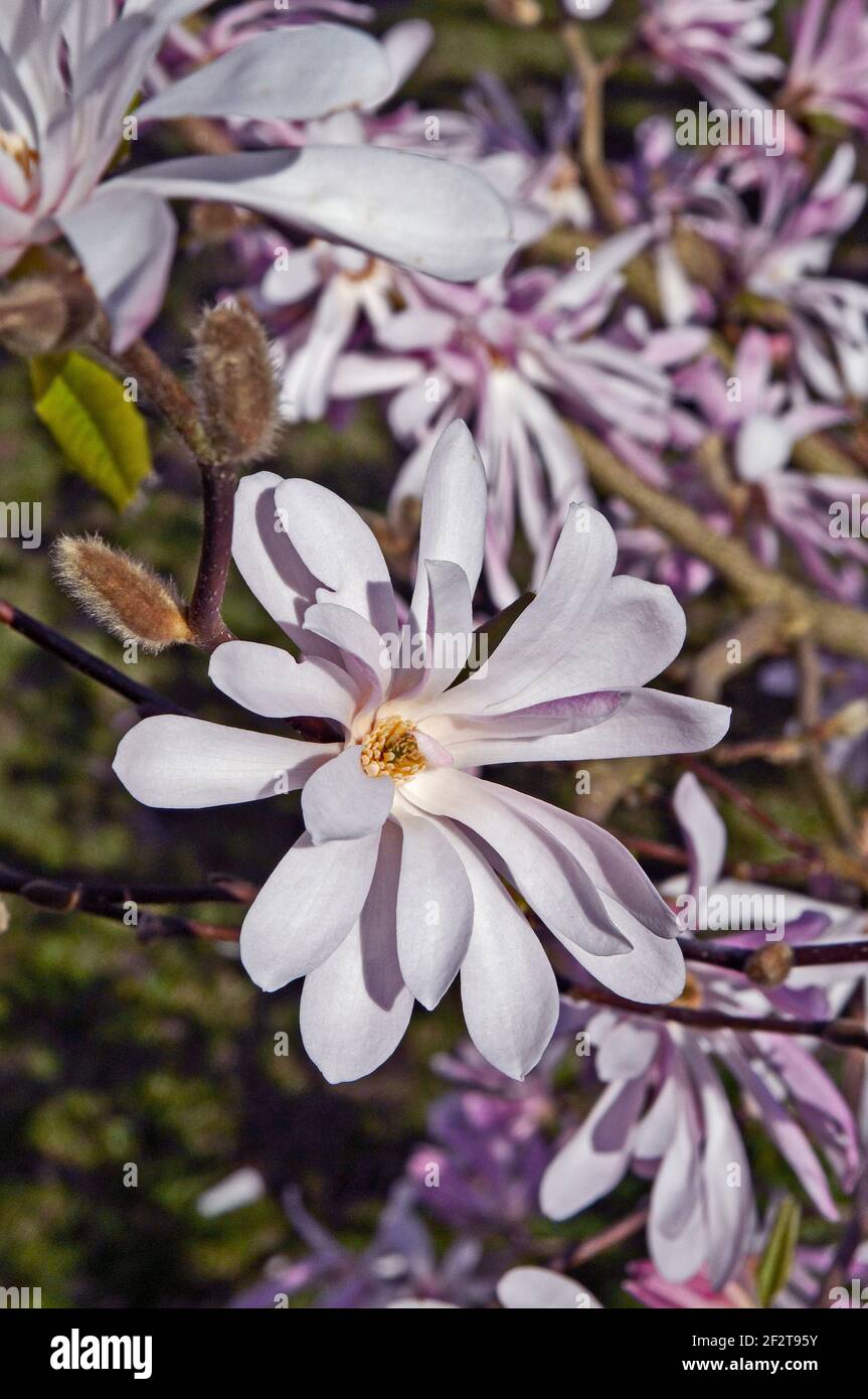 Magnolia x Loebneri 'Raspberry Fun' at Kew Gardens Stock Photo - Alamy