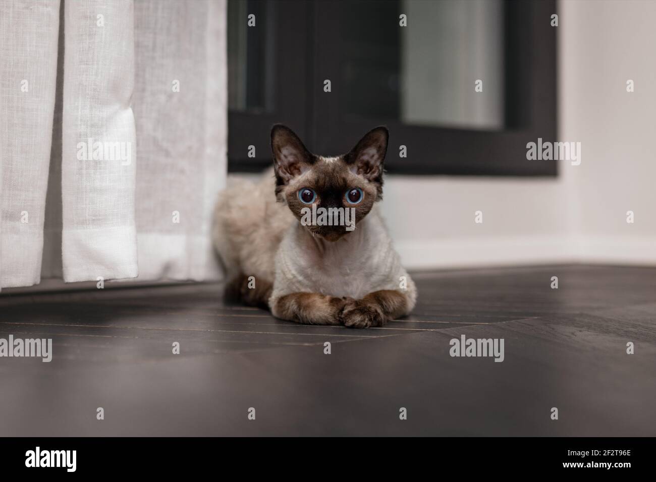 Devon rex cat breed hi-res stock photography and images - Alamy