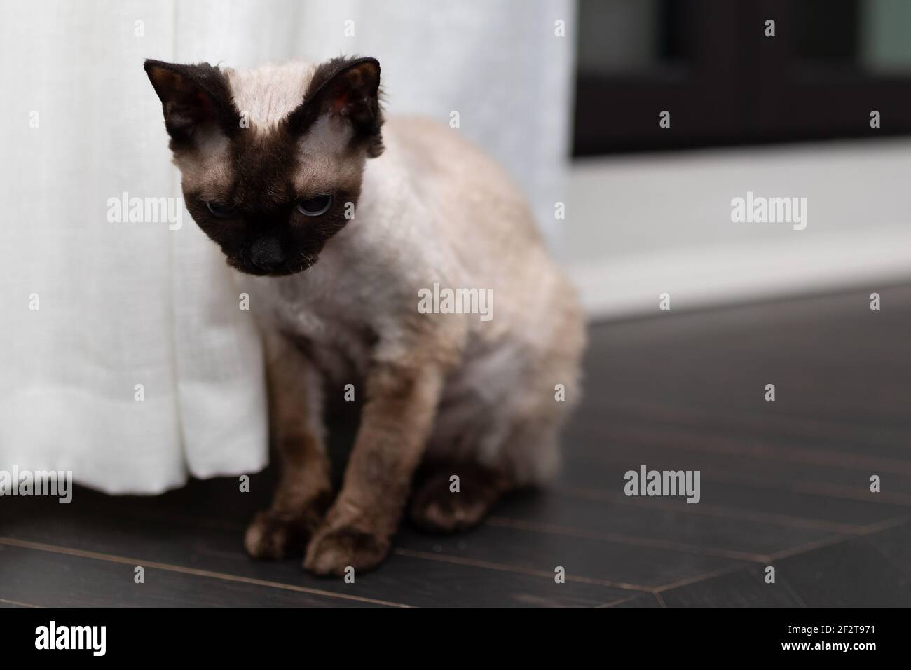 Sad little kitty. Devon Rex cat (Blu Point type) In the home interior ...