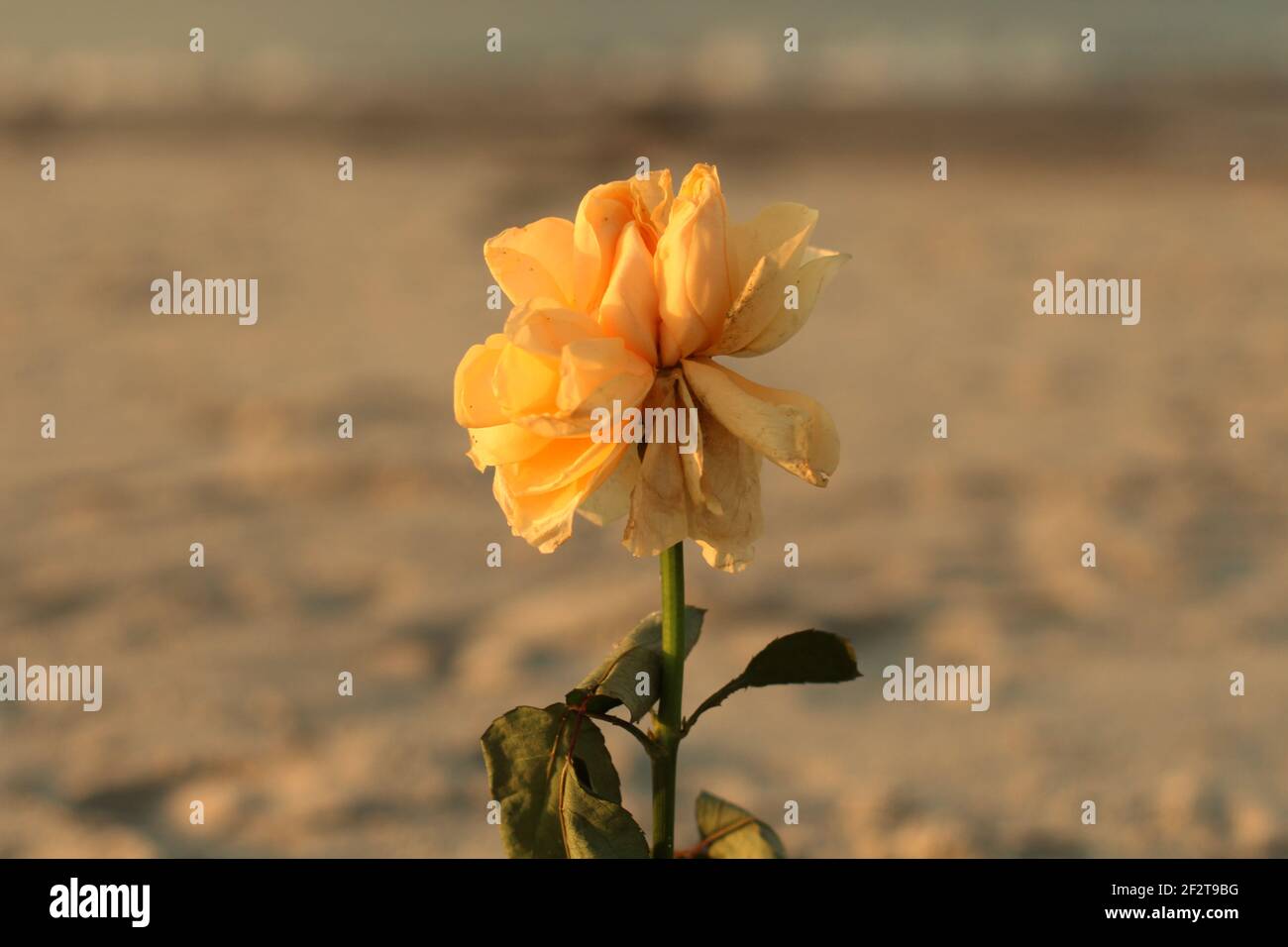 Rose on beach hi-res stock photography and images - Alamy