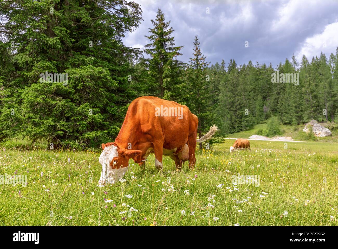 Two beautiful red cows peacefully pinching grass in a picturesque ...