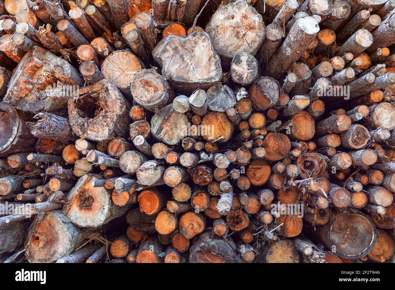 Tree trunks pattern. Wood pile. Wood texture. Natural Background Stock ...