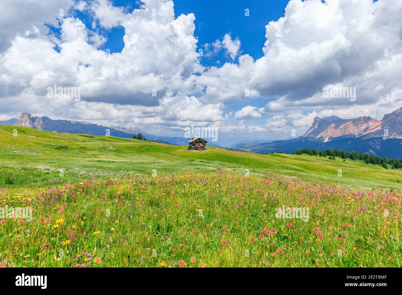Alpine meadow with wild flowers in the Italian Dolomites. Italian Alps ...