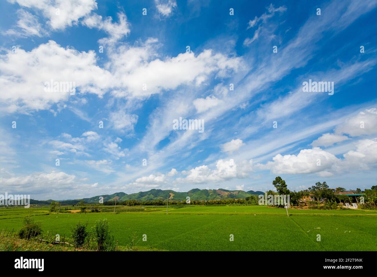 Beautiful green vivid rice fields landscape in National Park Phong Nha ...