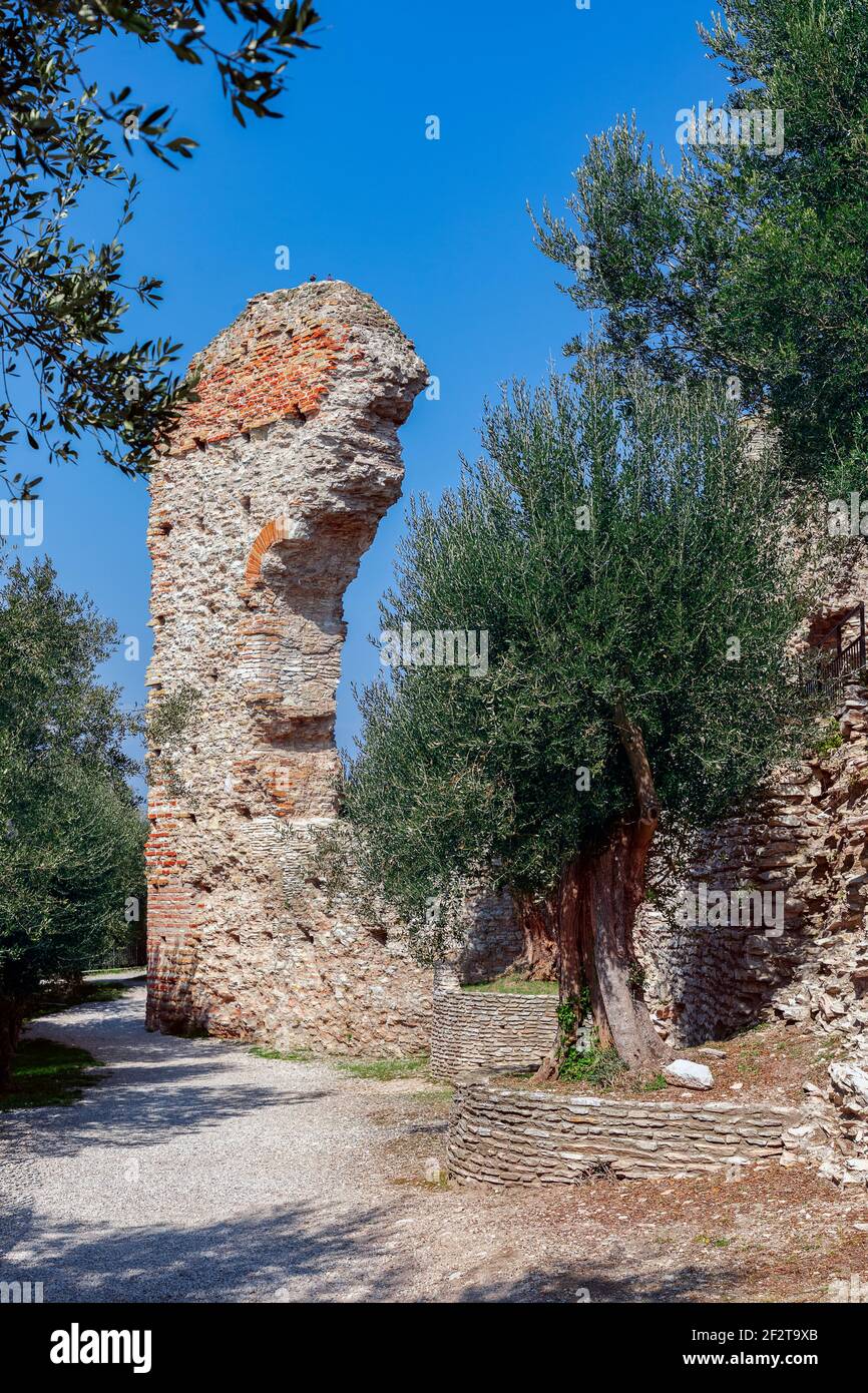 Beautiful view of an old olive tree surrounded by an ancient Roman ...