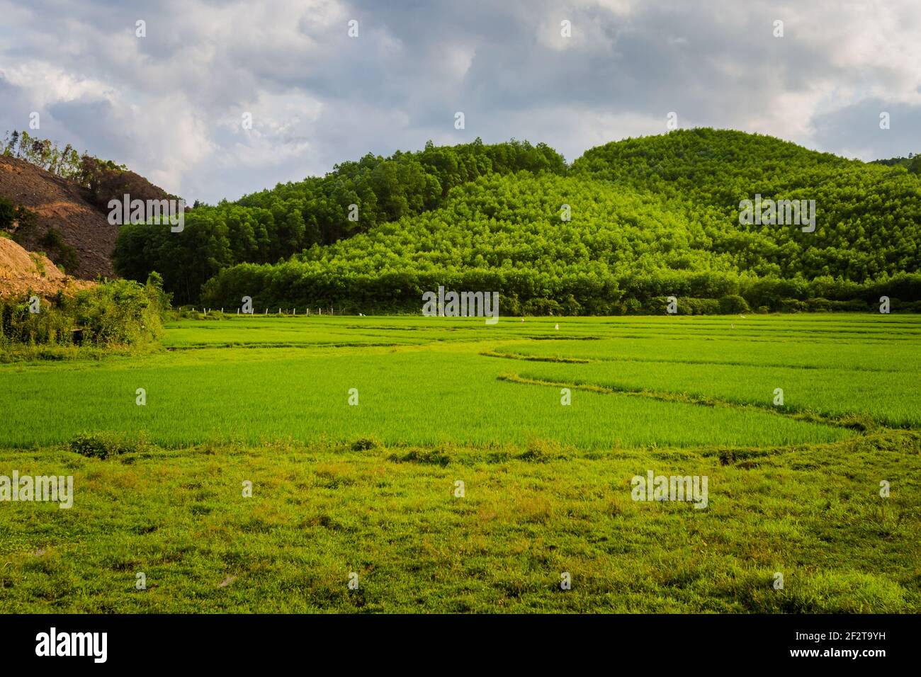 Beautiful green vivid rice fields landscape in National Park Phong Nha ...