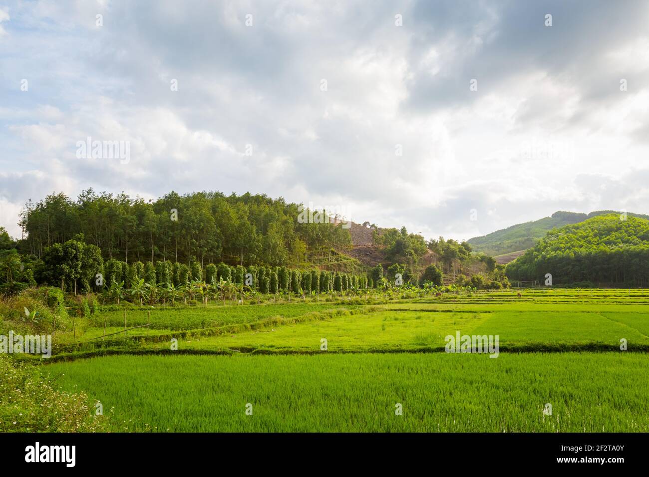 Beautiful green vivid rice fields landscape in National Park Phong Nha ...