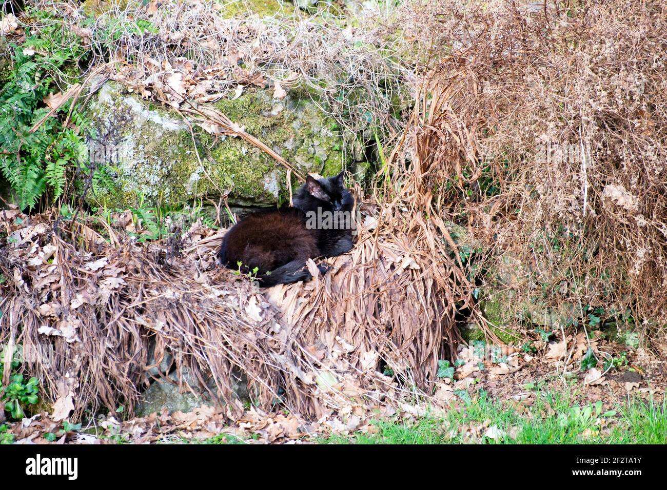 Dead black cat hi-res stock photography and images - Alamy