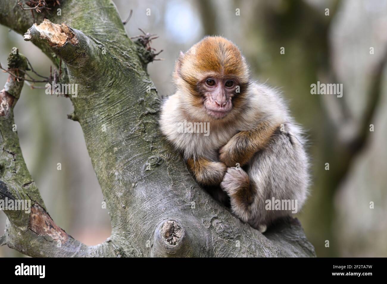 Salem, Germany. 13th Mar, 2021. A Barbary ape yearling sits on a branch ...