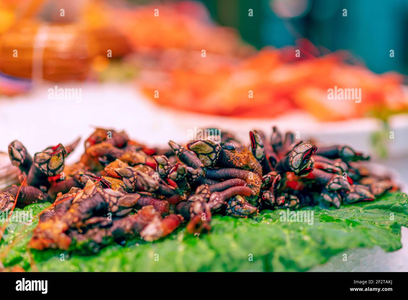 A Spanish shellfish Los percebes. Gooseneck barnacles on the counter of ...