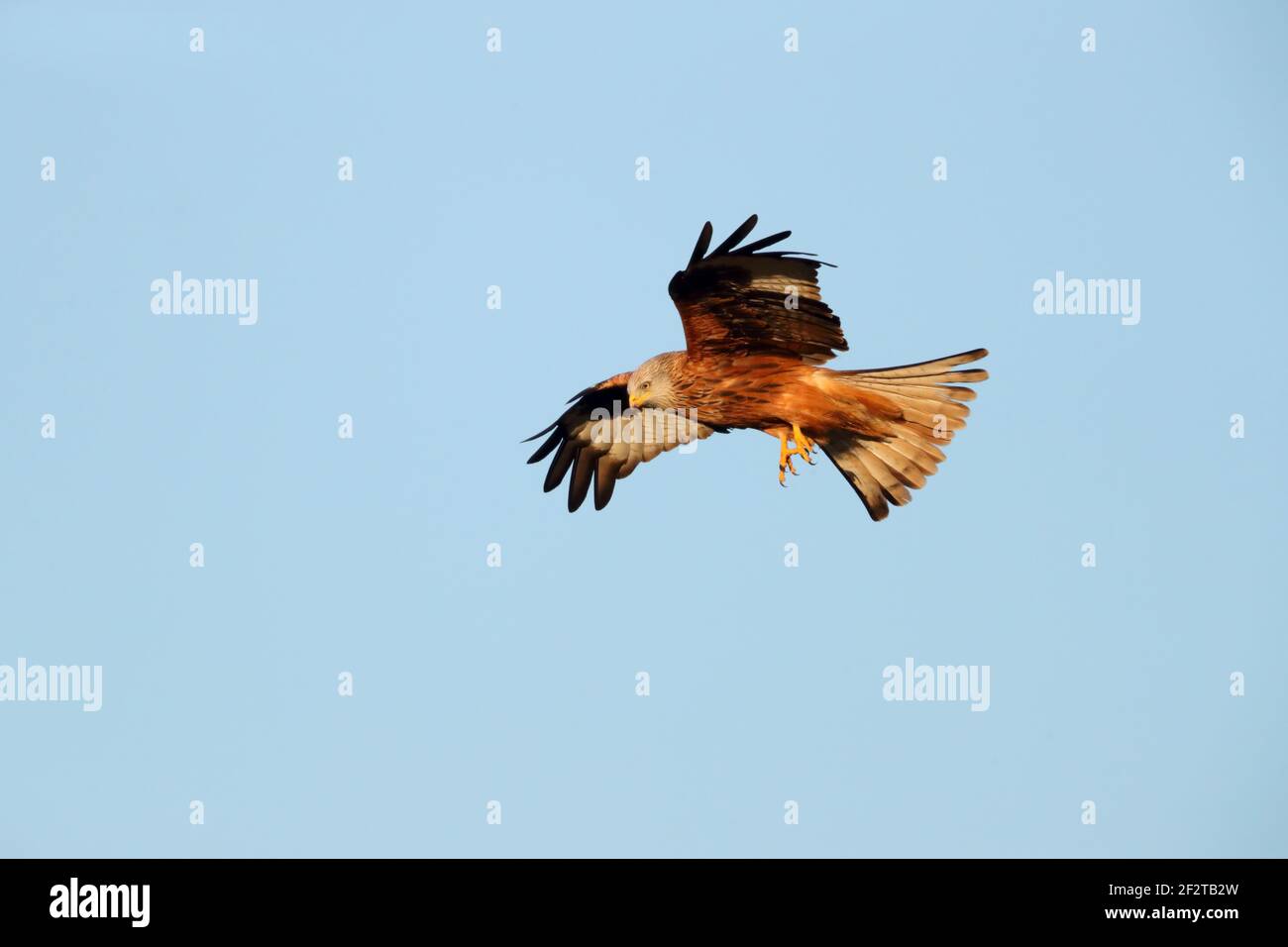 Red Kite Underwing High Resolution Stock Photography and Images - Alamy