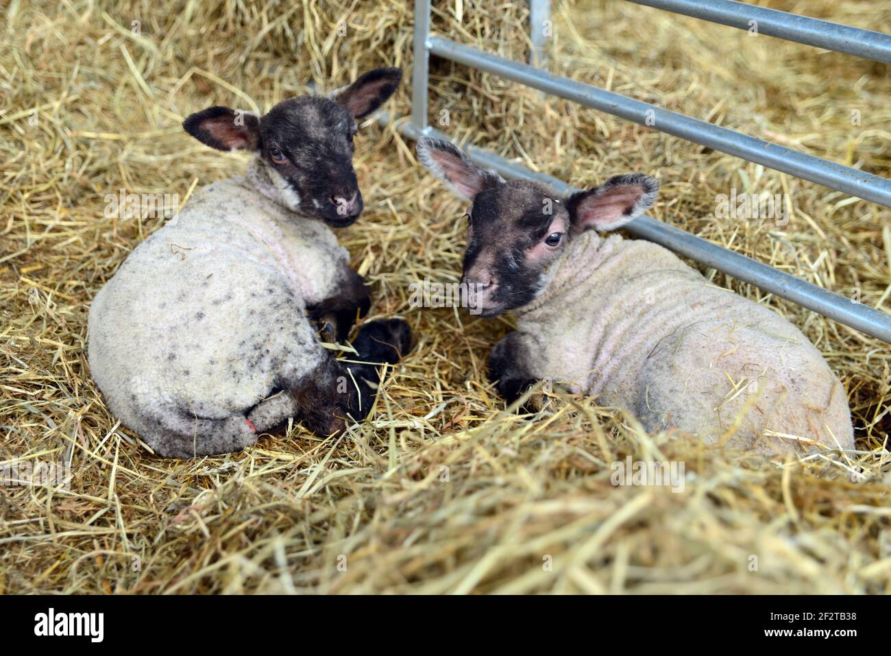 Spring lams hi-res stock photography and images - Alamy
