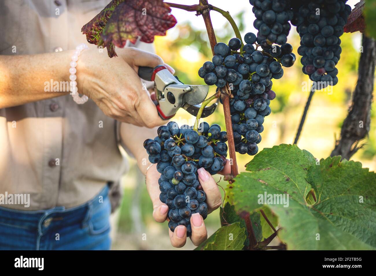 Farmer grape harvesting in vineyard. Woman cutting blue grapes with pruning shears. Harvest ripe ...