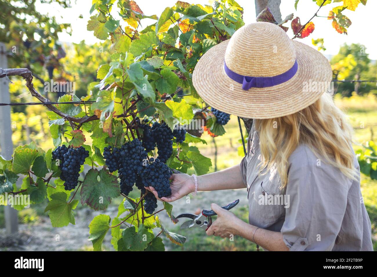 Harvesting grapes by hand hi-res stock photography and images - Alamy
