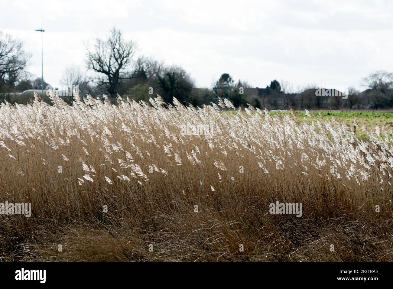 Reedbeds in winter at the Lammas Field conservation area, Warwick ...
