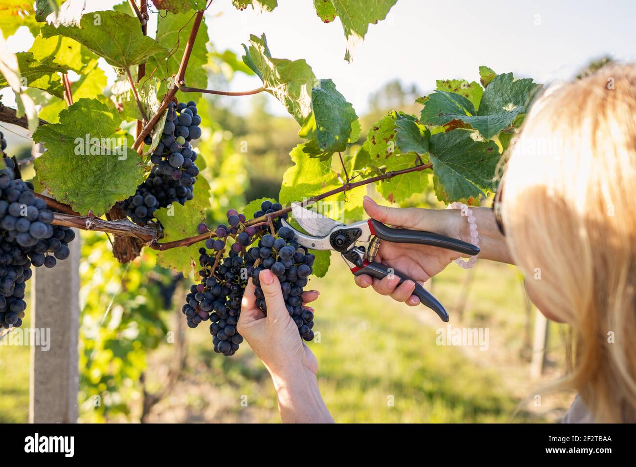 Woman picking grapes hi-res stock photography and images - Alamy