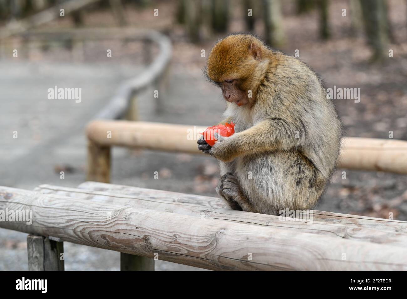 Salem, Germany. 13th Mar, 2021. A Barbary ape sits on a visitor bench ...