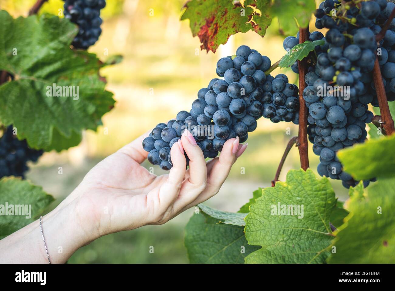 Hand Holding Grapes Vineyard High Resolution Stock Photography and ...