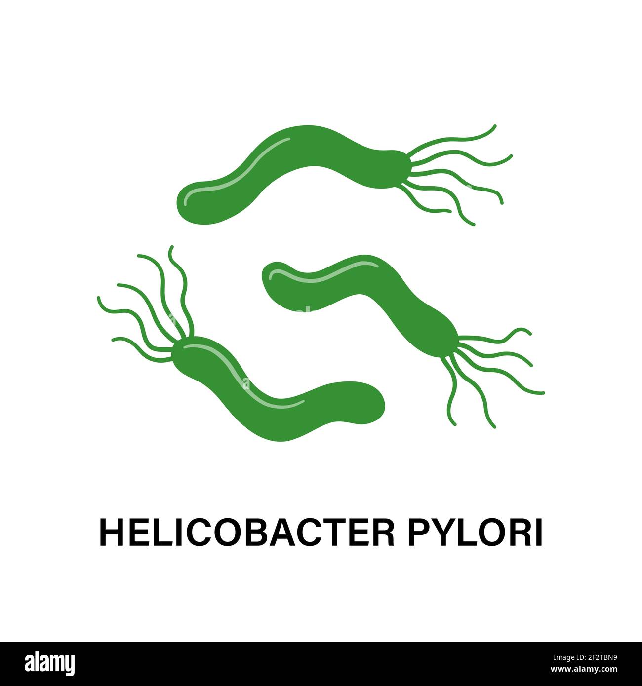 Helicobacter Pylori. Stomach diseases. Bacterium with flagella that ...