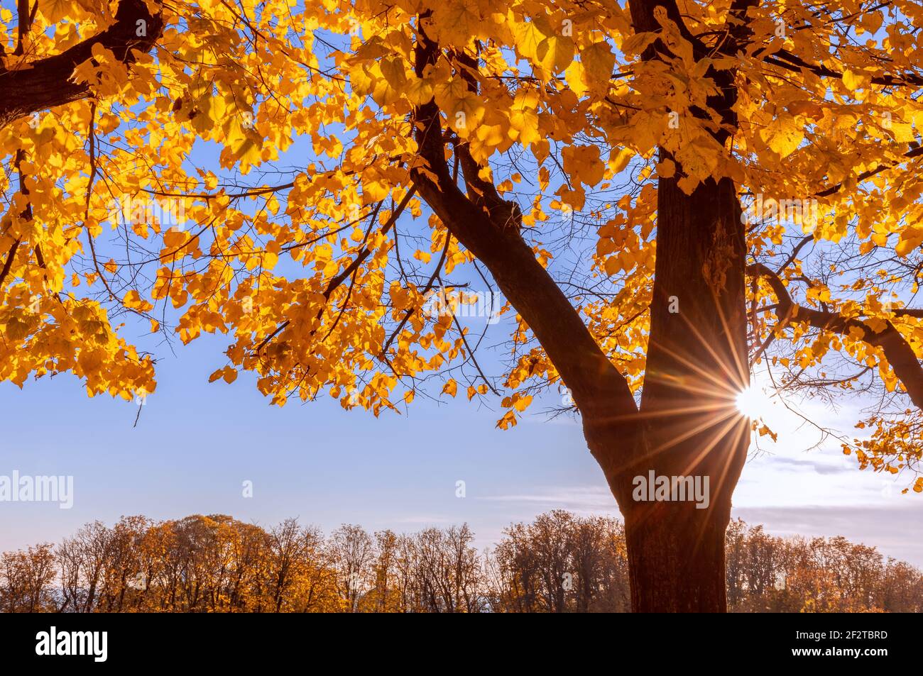 Sunbeam wood tree autumn sunlight hi-res stock photography and images ...