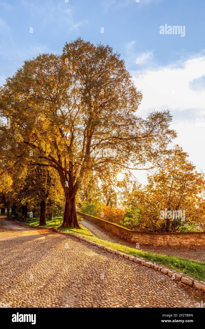Sunbeam wood tree autumn sunlight hi-res stock photography and images ...