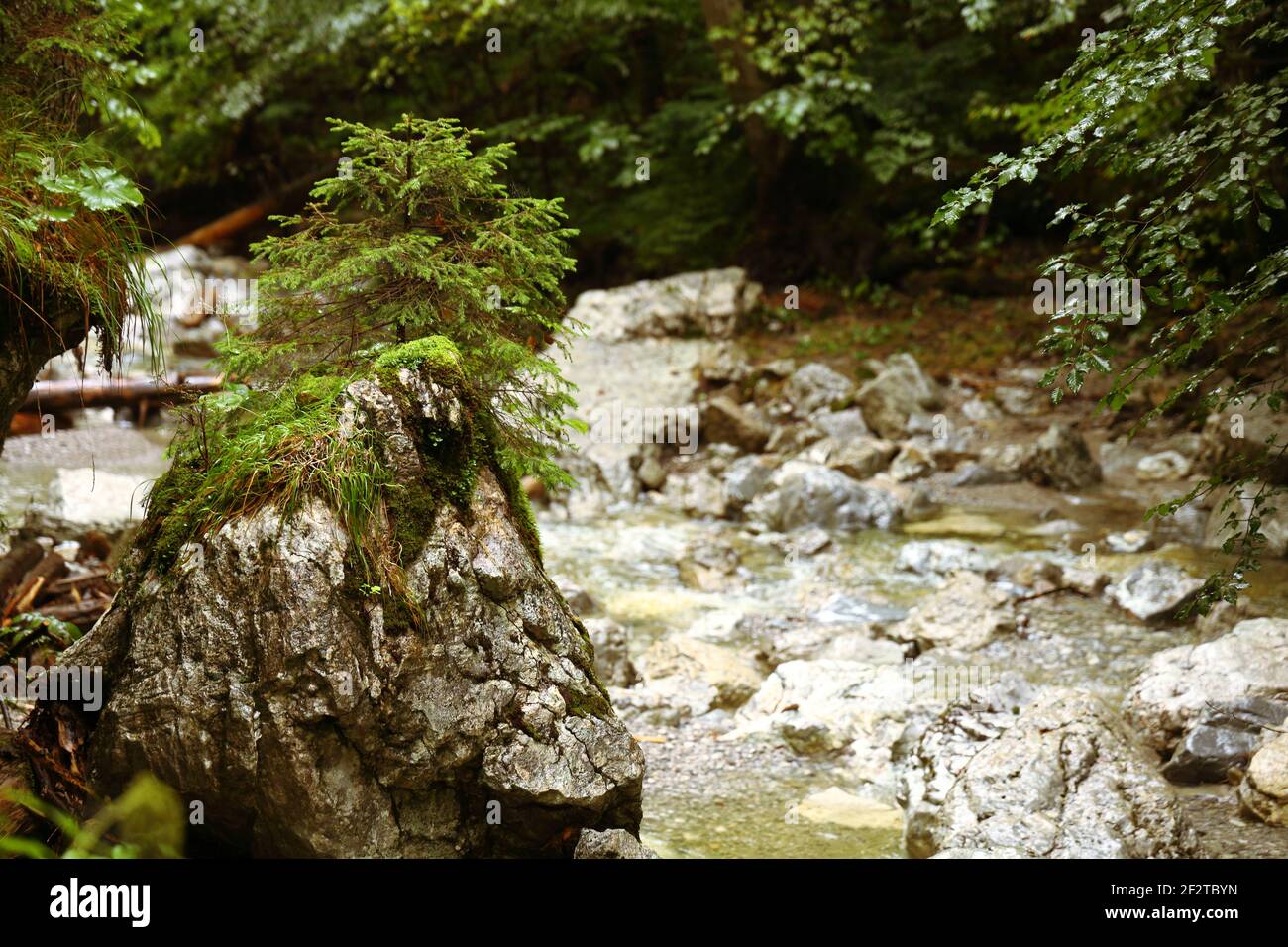 Small green spruce tree hi-res stock photography and images - Alamy