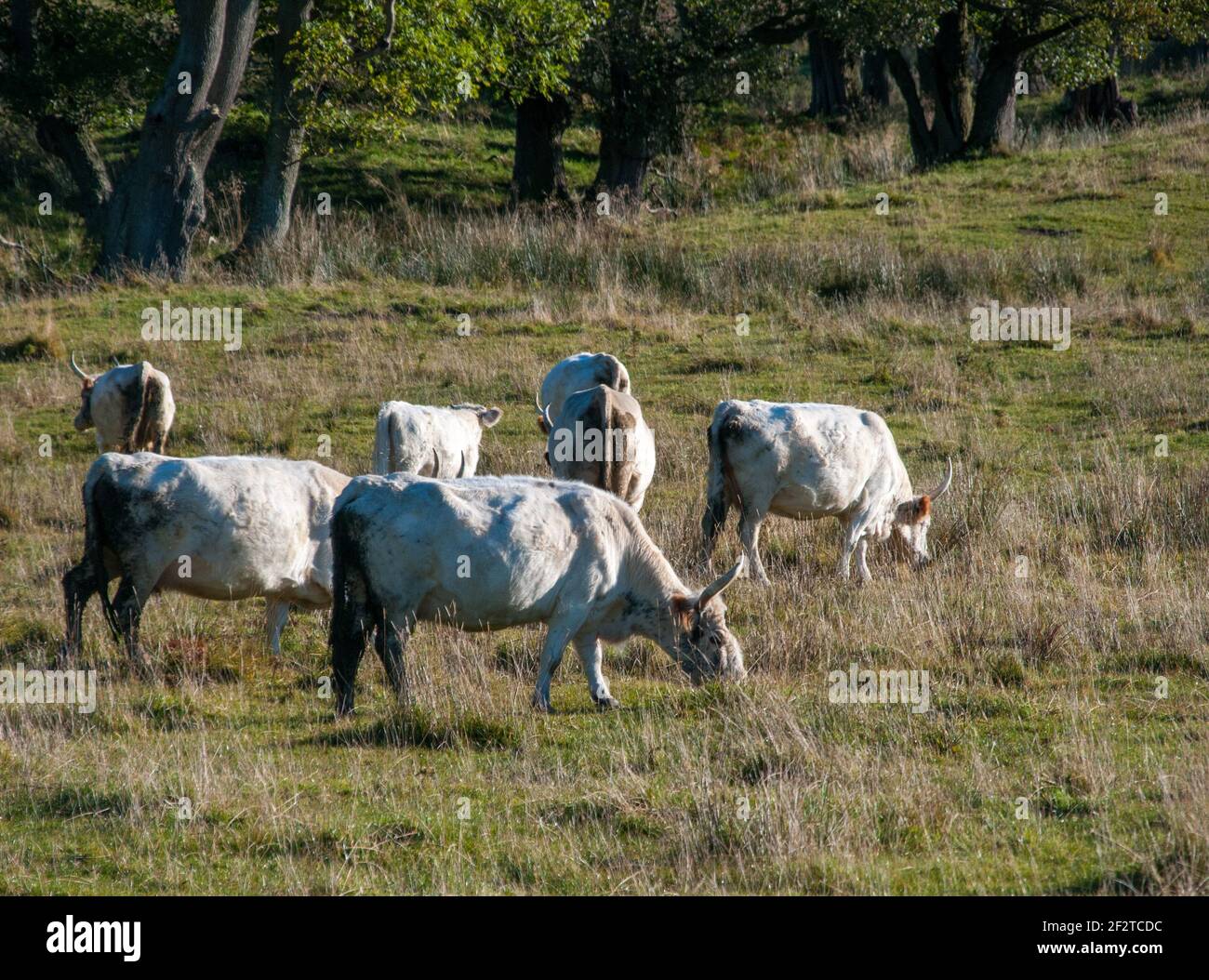 Rarest wild cattle hi-res stock photography and images - Alamy