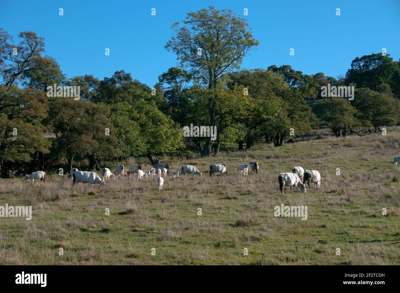 Rare chillingham cattle hi-res stock photography and images - Alamy