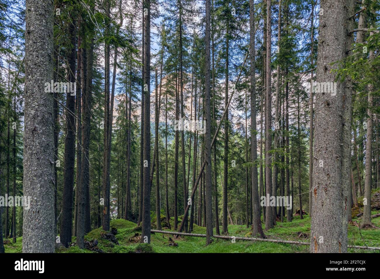 Italian pine tree hi-res stock photography and images - Alamy